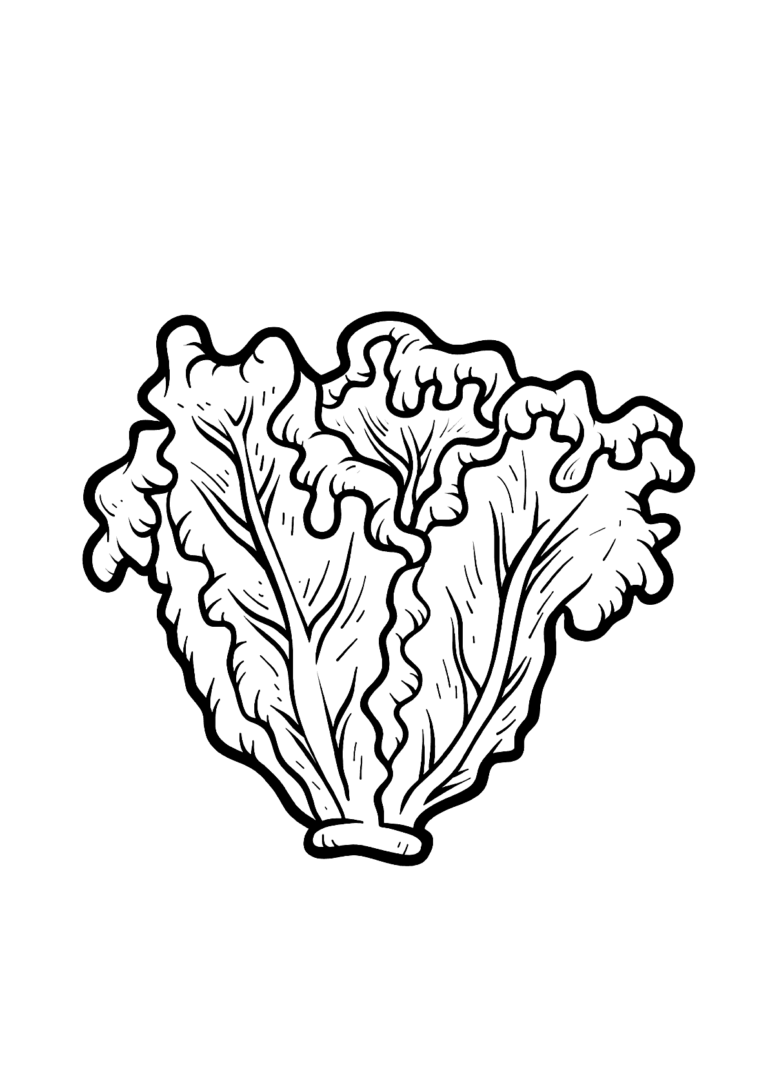 Alface Colorir Sketch Coloring Page